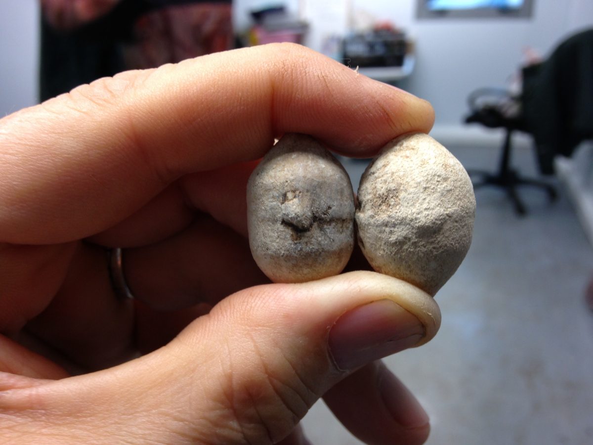 Hands on History - Trimontium Museum